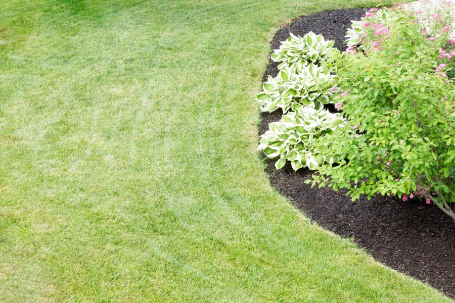 Types of Grass found in South Jersey Lawns | Oakshade Nursery ...